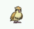 Pidgey - Gifyu